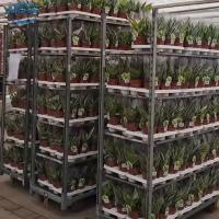 China High Load Bearing Greenhouse Danish Flower Trolley Powder Coated for sale