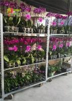 China Galvanized Flower French Flower Cart 22*54*74.8 Inch For Growing for sale