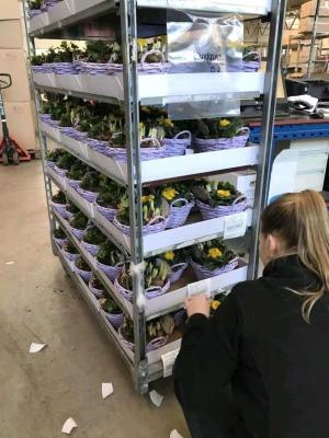 China 100kg/Shelf Coated Galvanized Danish Flower Trolley for sale