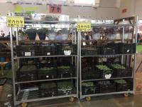 China BPA Free Plastic Reefer CC Containers for Food Storage and Transportation for sale