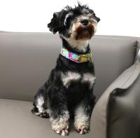 China Adjustable Pet Dog Collars Classic Dog Collar With Quick Release Buckle for sale