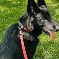 China Silicone Half Chain Pet Dog Collar For No Pull Dog Walking And Pet Training for sale