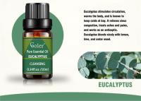 China Anti-Acne Shrink Pores Eucalyptus Pure Essential Oils , For Refreshing Energizing 10ml for sale