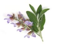 China Plant Therapy Clary Sage Pure Essential Oils for sale