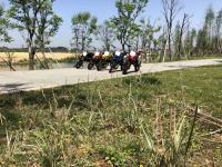 China ATV-TY Electric Mini Bike 36V 500W Motor Off-Road Motorcycle with 20-25 km/h Speed and 4-6 Hour Charging for sale