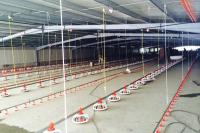 China Q235B Steel Structure Poultry House Painted Light Metal Frame Chicken Coop 100m for sale