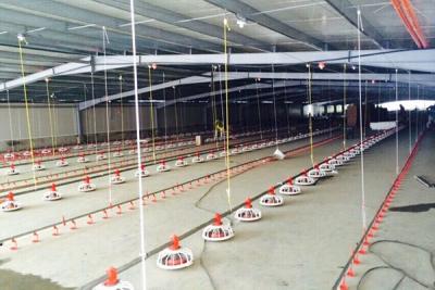 China Q235B Steel Structure Poultry House Painted Light Metal Frame Chicken Coop 100m for sale