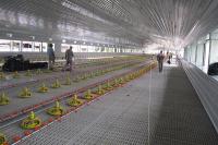 China Q235B Steel Structure Poultry House Painted Light Metal Frame Chicken Coop 100m for sale