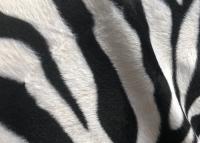 China Printed Zebra Stripe Polyester Velvet Fabric 155cm Width 240gsm for Upholstery for sale