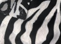 China Printed Zebra Stripe Polyester Velvet Fabric 155cm Width 240gsm for Upholstery for sale
