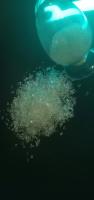 China Superdurable HAA Curing Resin 97/3 Dry Blend With 9550 To Reach Matt Effect for sale