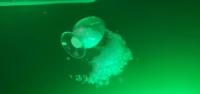 China Primid 95/5 HAA Polyester Resin Anti Blooming Weather Resistance for sale