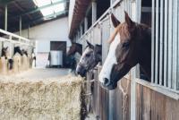 China Custom Cow Shed Farm Building Design Cattle Goat Cow Horse Poultry Farm House Stable Steel Structure for sale