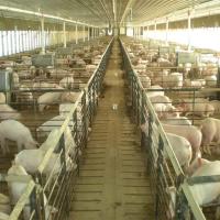 China RG-Low Cost Steel Structure Poultry House Construct Mobile Chicken Pig Goat Cow Breeding Shed Cattle Farming Farm in China for sale