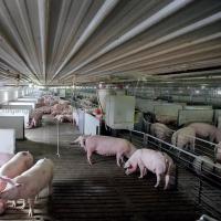 China Steel Structure Poultry House Construct Mobile Chicken Pig Goat Cow Breeding Shed Cattle Farming Farm in China for sale