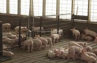 China Steel Structure Poultry House Construct Mobile Chicken Pig Goat Cow Breeding Shed Cattle Farming Farm in China for sale