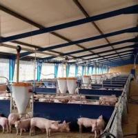 China High Quality Long Span Steel Structure Prefabricated Construction Design for Pig Farm and Chicken House for Pig Shed for sale