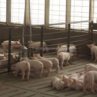 China Rg-factory Wholesale Livestock Shelter Steel Prefab Cow Shed Prefabricated Pig House for sale