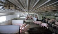 China Rg-factory Wholesale Livestock Shelter Steel Prefab Cow Shed Prefabricated Pig House for sale