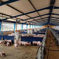China Factory 2025 New Design Prefab Steel Structure Farmhouse Cow Shed and Pig Housing for Farm Building for sale