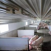 China High-Quality Steel Structure Hog Pen/Pigpen Durable and Spacious for Optimal Pig Farming. for sale