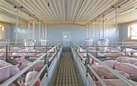 China High-Quality Steel Structure Hog Pen/Pigpen Durable and Spacious for Optimal Pig Farming. for sale