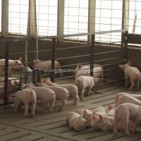 China Luxury Garage Storage Poultry Chicken and Pig Farming for Chicken and Pig House for Steel Structure Building for sale