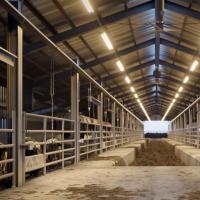 China Customized Steel Structure Cow Farm Building for Livestock House Management for sale