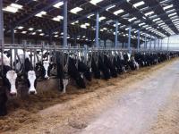 China Customized Steel Structure Cow Farm Building for Livestock House Management for sale