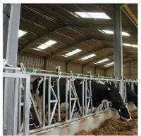 China Industrial-Style Prefabricated Steel Structure Cattle Shed Fast Construction for Farmhouse Dairy and Livestock Easy Delivery for sale