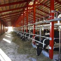 China Modern Design Steel Cow and Pig Shed for Farmhouse for Construction and Housing Purpose Steel Structure Farm for sale