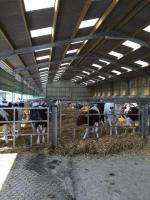 China High Quality Modern Design Steel Structure Dairy Farm Living House Prefabricated Cow Shed for Sale for sale
