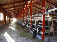China High Quality Modern Design Steel Structure Dairy Farm Living House Prefabricated Cow Shed for Sale for sale
