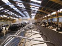 China High Quality Modern Design Steel Structure Dairy Farm Living House Prefabricated Cow Shed for Sale for sale