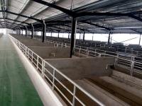 China Versatile Prefabricated Steel Structure Workshop Halls for Poultry Farm for Sheep Chicken House Designed in Farmhouse Style for sale