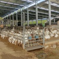 China A- Low Cost Modern Prefab Steel Structure Sheep Goat Farm Barn House Dairy Cow Shed Cattle Farm Building for sale