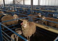 China A- Low Cost Modern Prefab Steel Structure Sheep Goat Farm Barn House Dairy Cow Shed Cattle Farm Building for sale