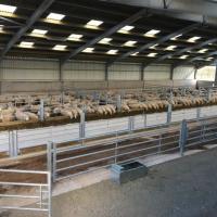 China Low Cost Modern Prefab Steel Structure Sheep Goat Farm Barn House Dairy Cow Shed Cattle Farm Building for sale