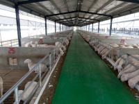 China Low Cost Modern Prefab Steel Structure Sheep Goat Farm Barn House Dairy Cow Shed Cattle Farm Building for sale