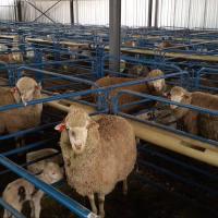 China Customized Modern Farmhouse Prefab Steel Cowshed Goat House Sheep Shed Low-Cost Prefabricated Steel Structure Buildings for sale