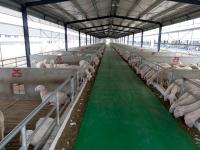China Prefab Goat House Sheds Metal Sheep Farm Construction Goat Sheep Steel Structure Farmhouse for sale