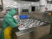 China Conveyor Fast Freeze Freezer  Seafood Commercial Blast Chiller 2000kg/H 2500kg/H for sale