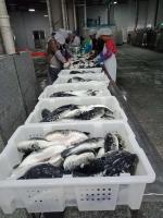 China 2200 Kgs/Hour 2500kgs/Hour Cryogenic Nitrogen Tunnel Freezer Seafood for sale