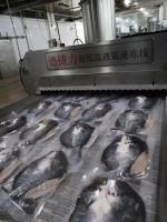 China Fast Freeze Chest Quick Freeze Freezer Seafood Meatfish 2800 Kg/H 3500 Kg/H for sale