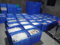 China Industrial Freezer Quick Freezing Tunnel Fish Freezer Liquid Nitrogen Tunnel Freezer for sale