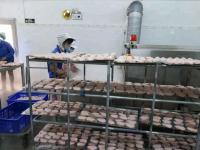 China 6 Kw Mesh Belt Tunnel Freezer 500kg/Hour Individual Quick Freezing  1500kg/H for sale
