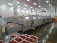 China 300kg/Hour Ultra Low Mesh Belt Tunnel Freezer 400kg/H 25Kw For Chicken Oem for sale