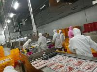 China 300kg/Hour Ultra Low Mesh Belt Tunnel Freezer 400kg/H 25Kw For Chicken Oem for sale