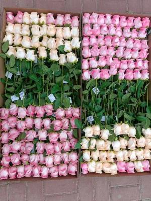 China Wholesale PU Real Touch Artificial Tulip Rose Flowers for Wedding Decoration 30cm for sale
