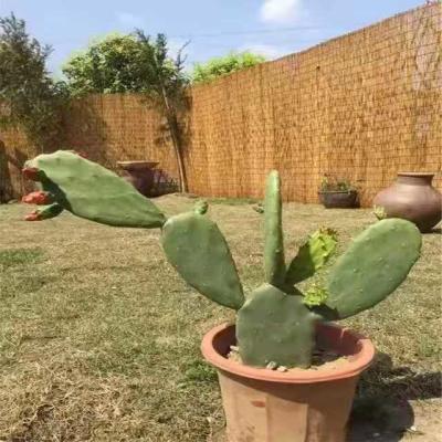 China Carbonized Natural Reed Fence Panel Eco Friendly Outdoor Garden Privacy Screen 180x180cm for sale